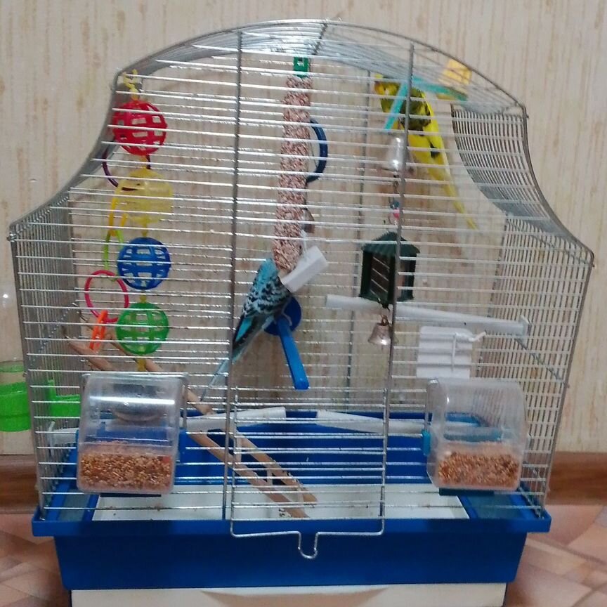 Попугайчики с клеткой и кормом