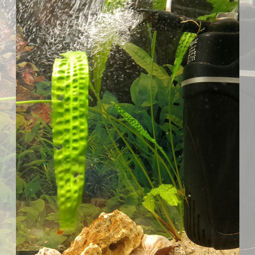 Водоросли для аквариума