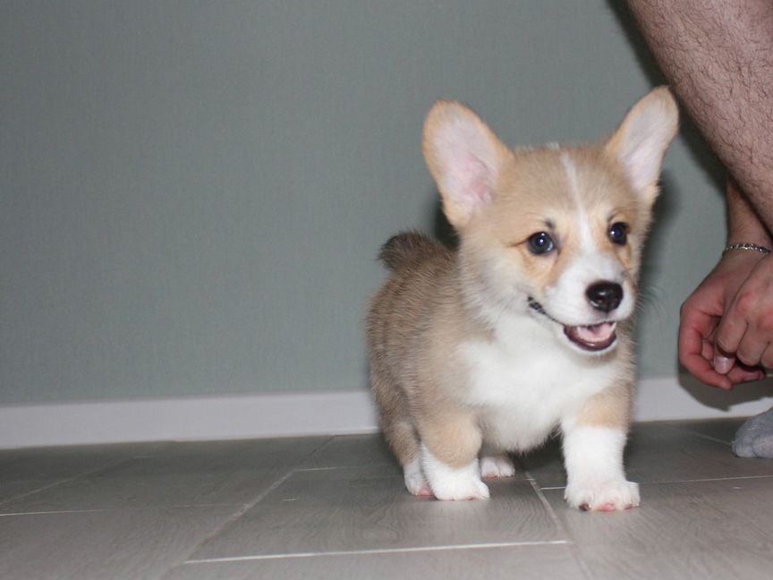 Вельш-корги пемброк