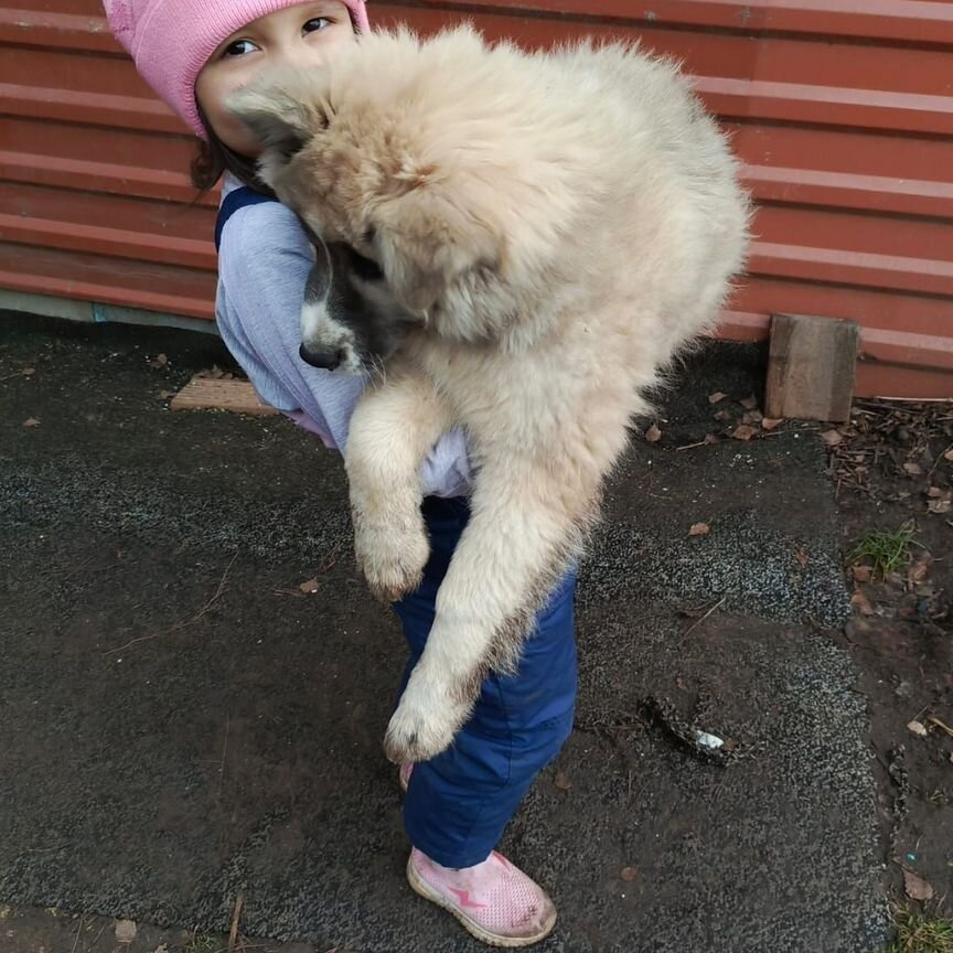 Щенок в добрые руки