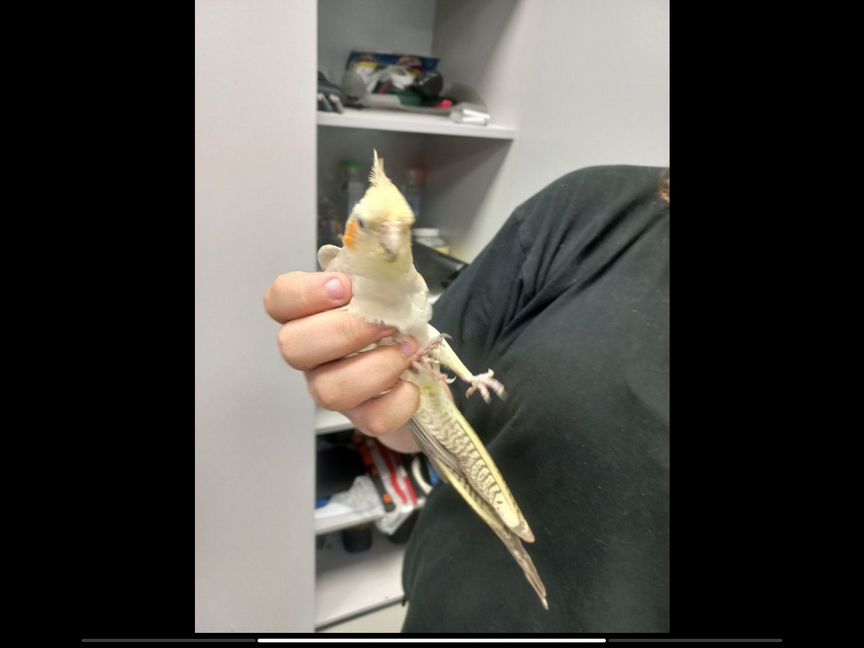 Нашли попугая