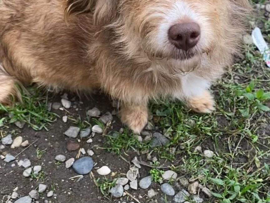 Очаровательная Чапа в дар