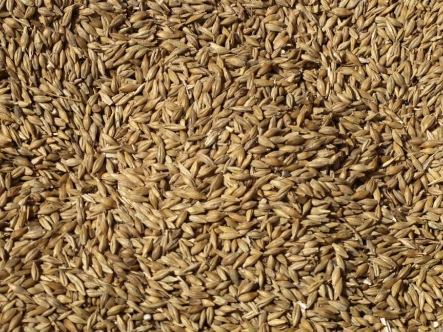 Зерно пшеница