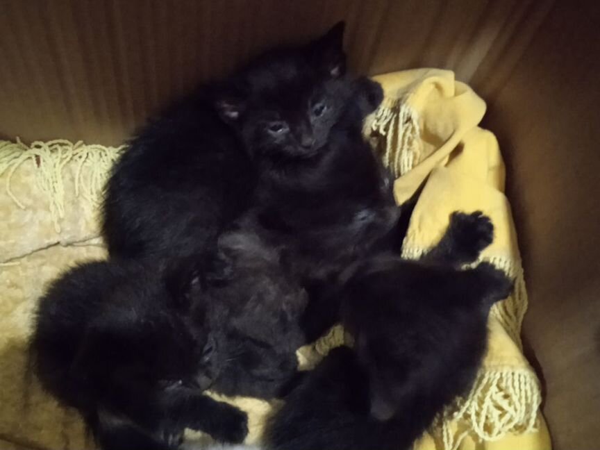 Котята бесплатно в добрые руки