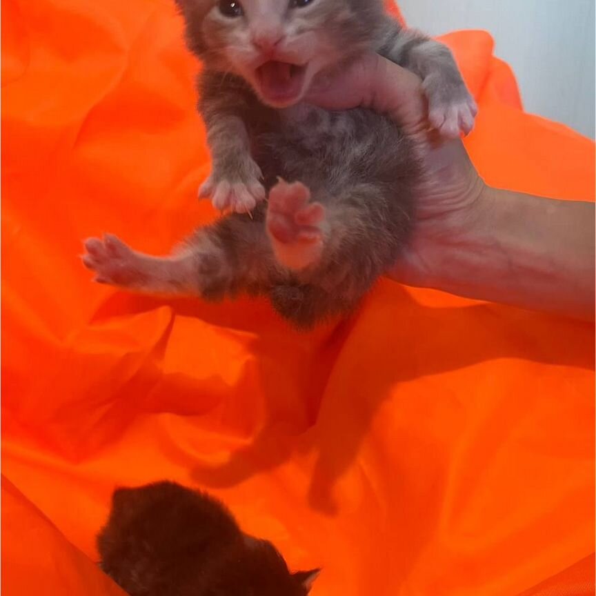 Котята курильский бобтейл