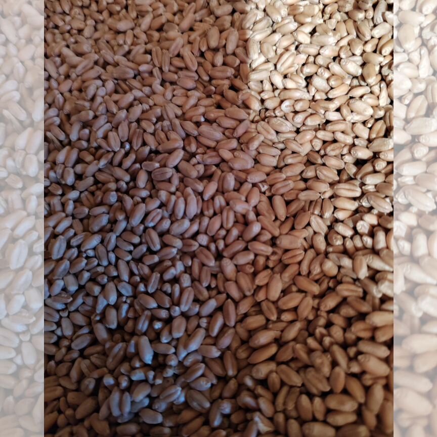 Зерно пшеница