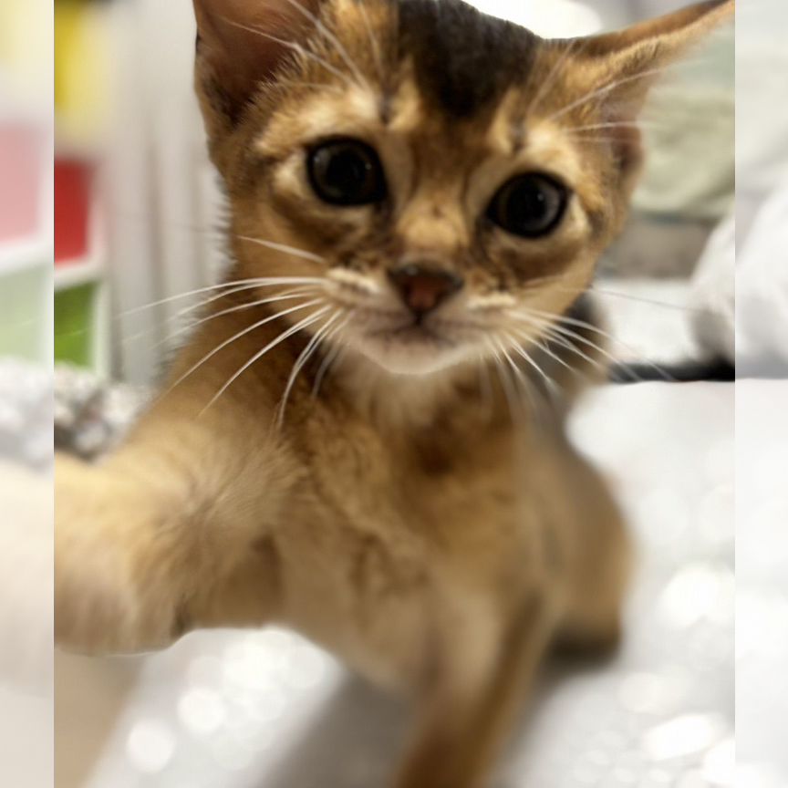 Абиссинский котёнок