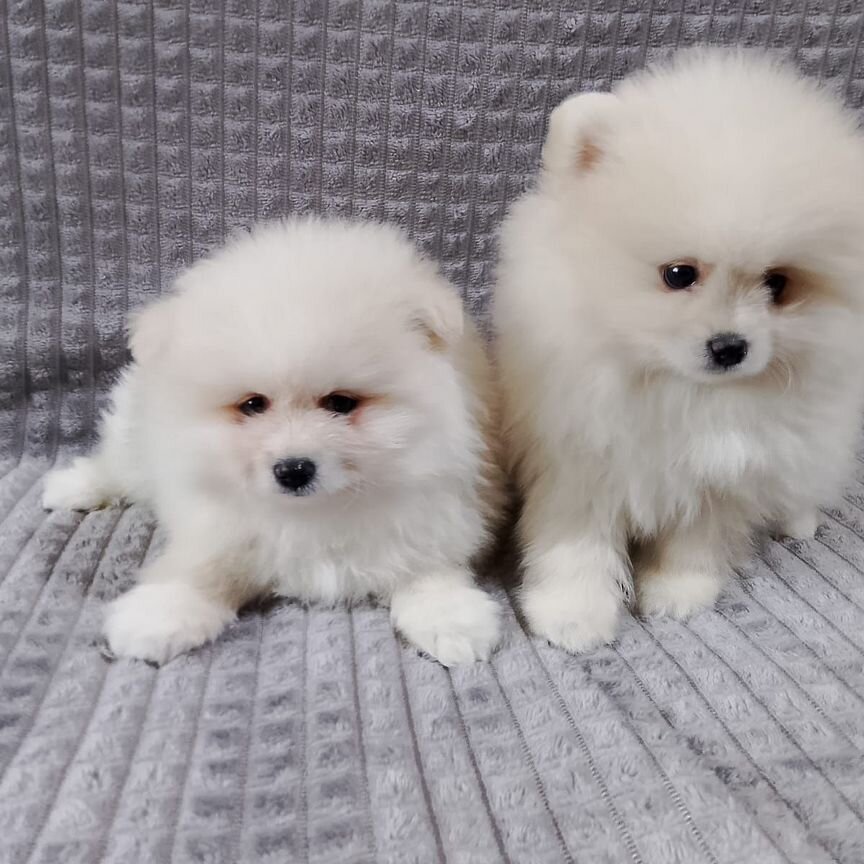 Малый немецкий шпиц щенки