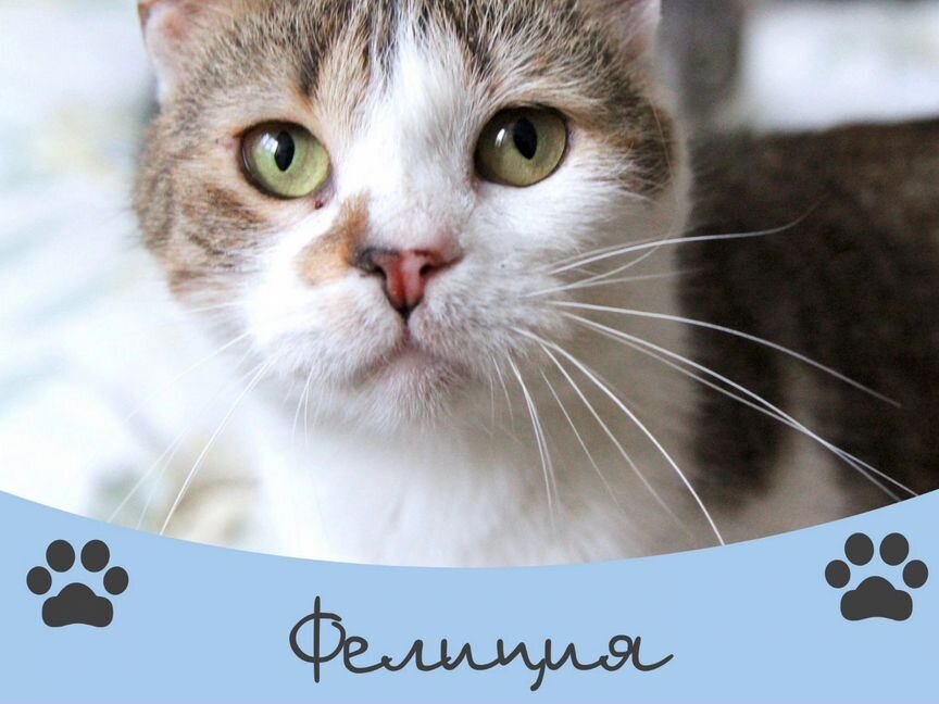 Кошка Фелиция