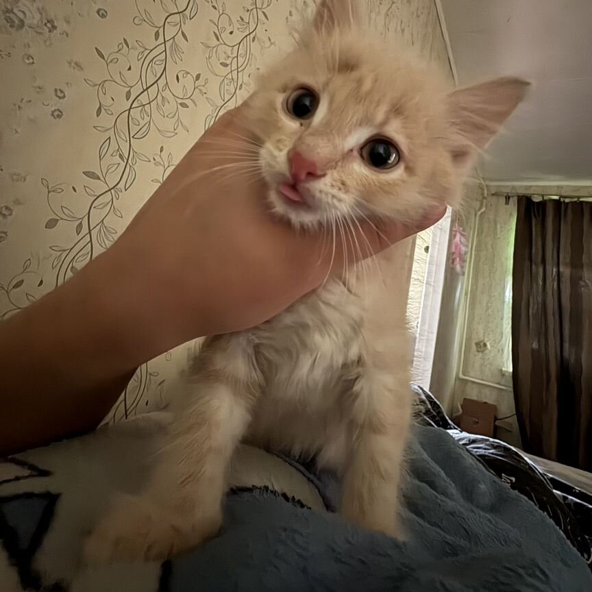 Котенок