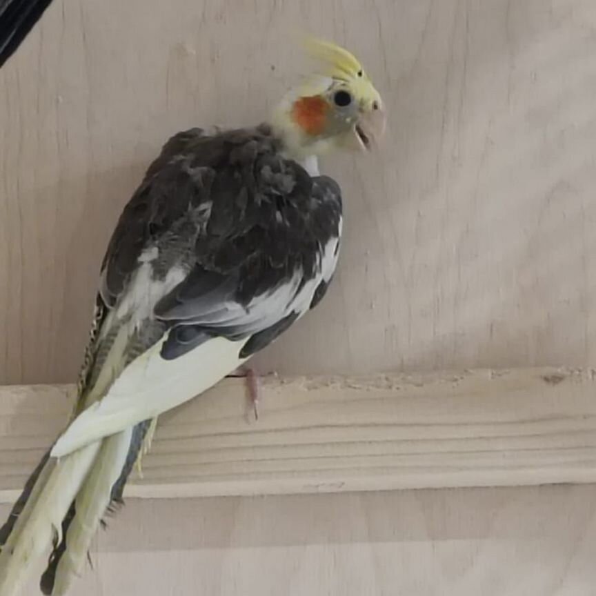 Попугаи кореллы с клеткой