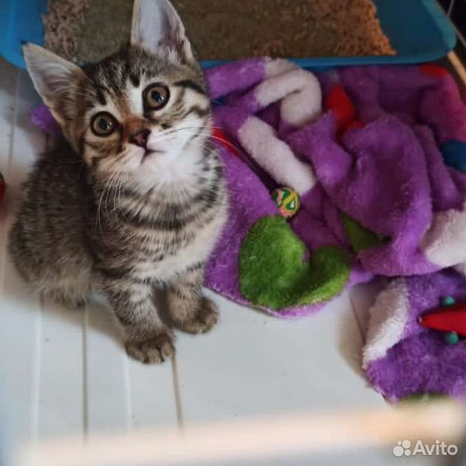 Очень нужен дом кисику