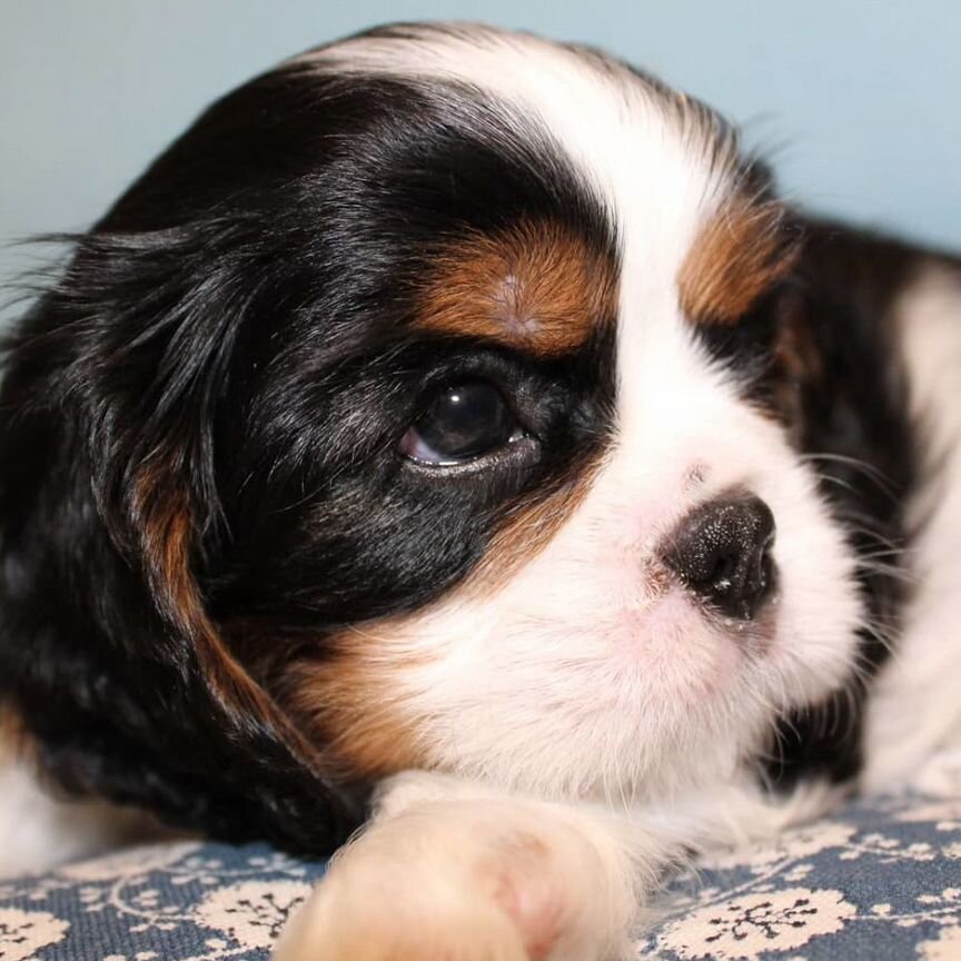 Кавалер кинг-чарльз-спаниель, щенок