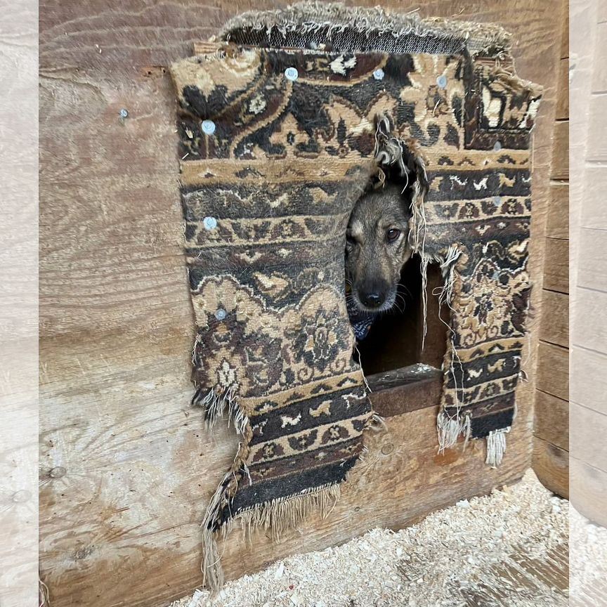 Старой собаке не место в приюте