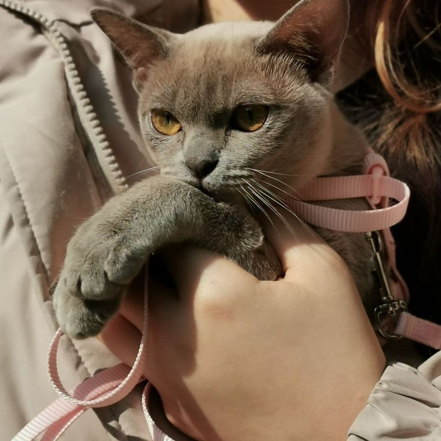 Котёнок от частного владельца