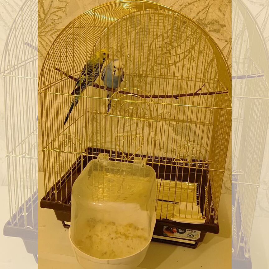 Волнистый попугай с клеткой
