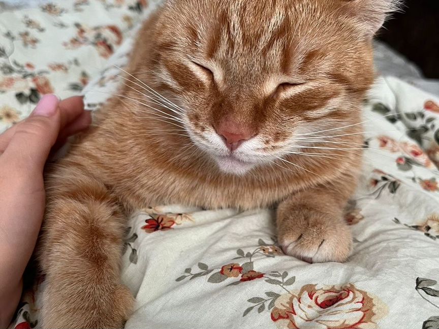 Рыжик ищет добрую семью