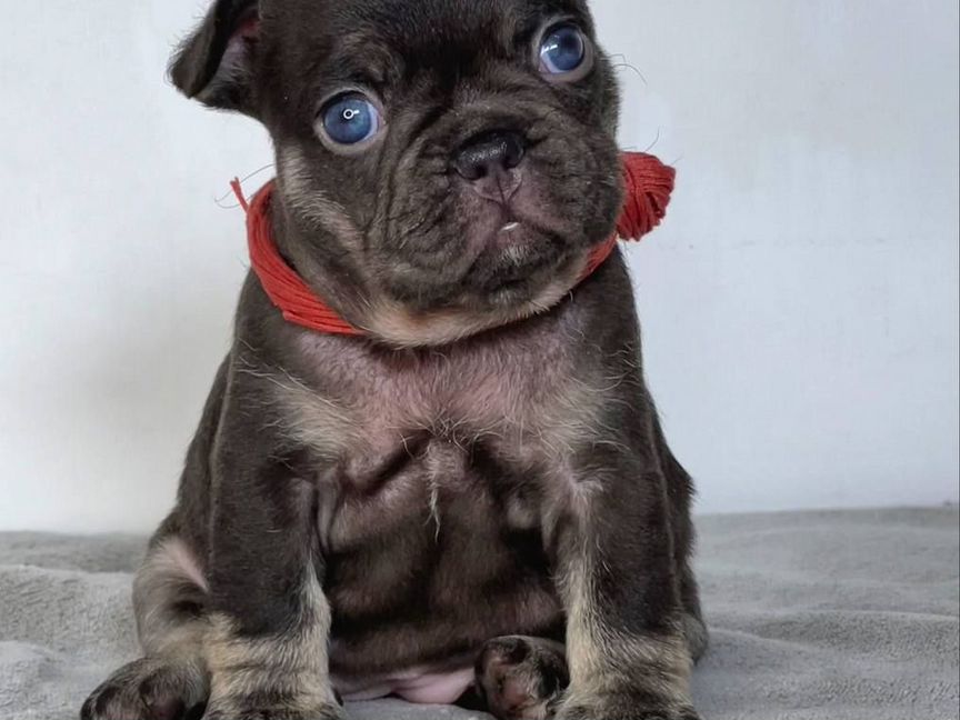 Высокопородная Девочка