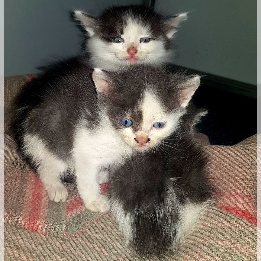 Котята подкидыши