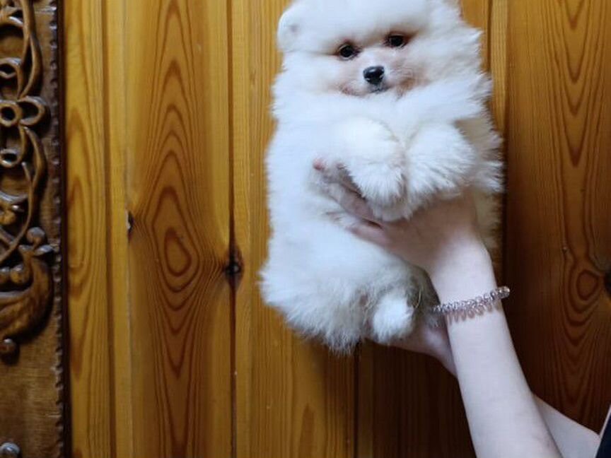 Шпиц мальчик