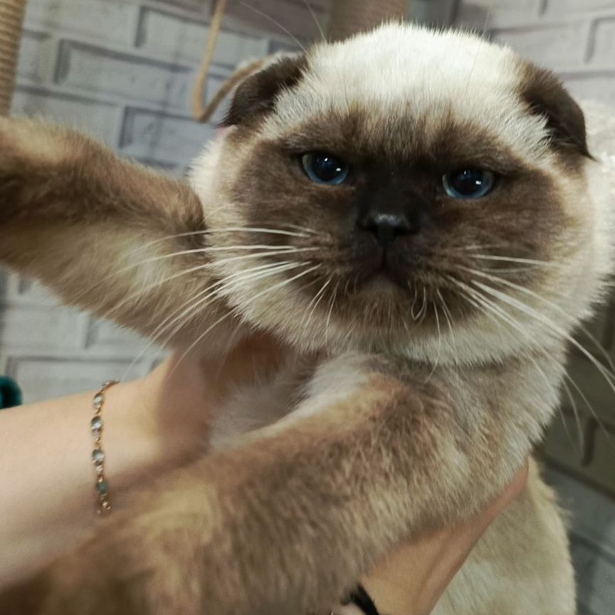 Шотландский фолд