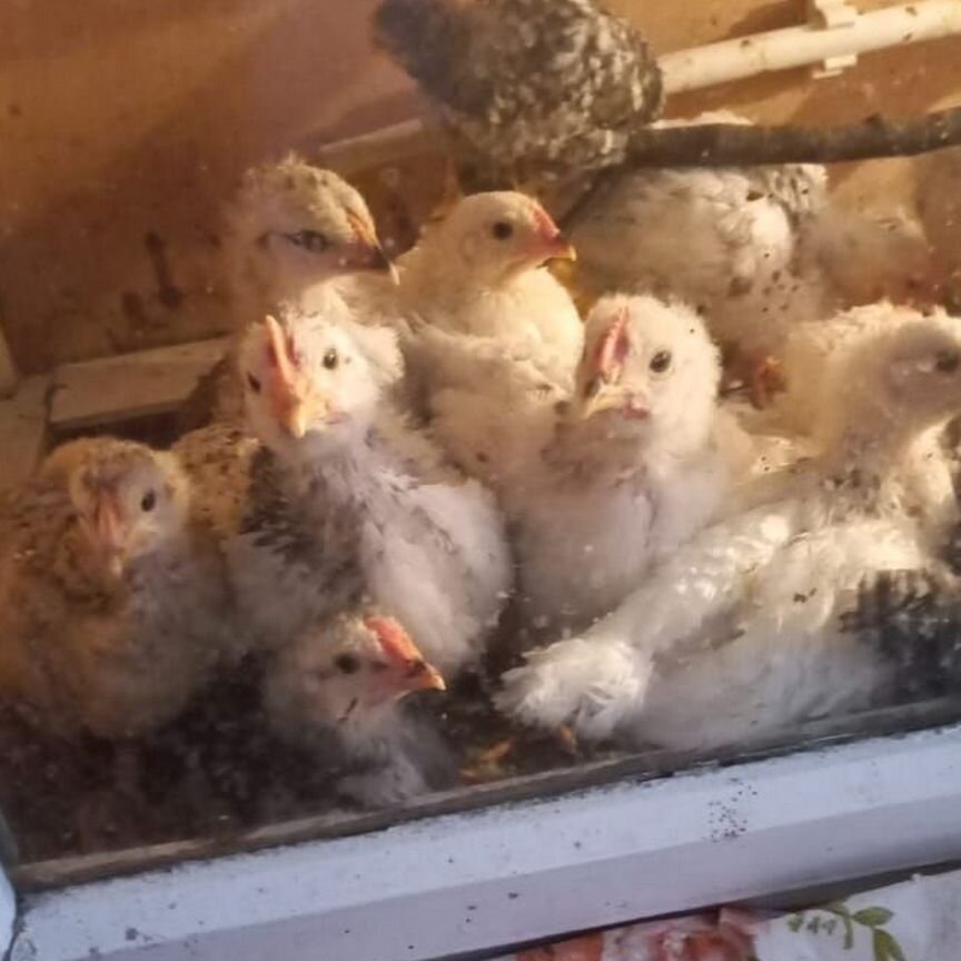 Продам цыплят