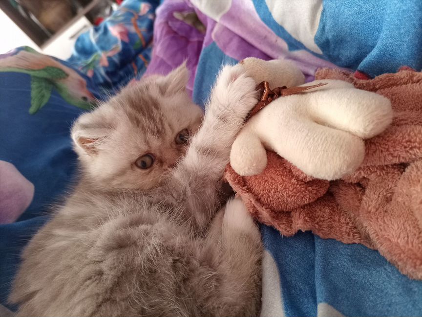 Экзотические плюшевые котята