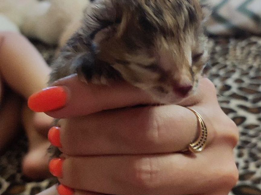 Котята, нужна кормящая кошка