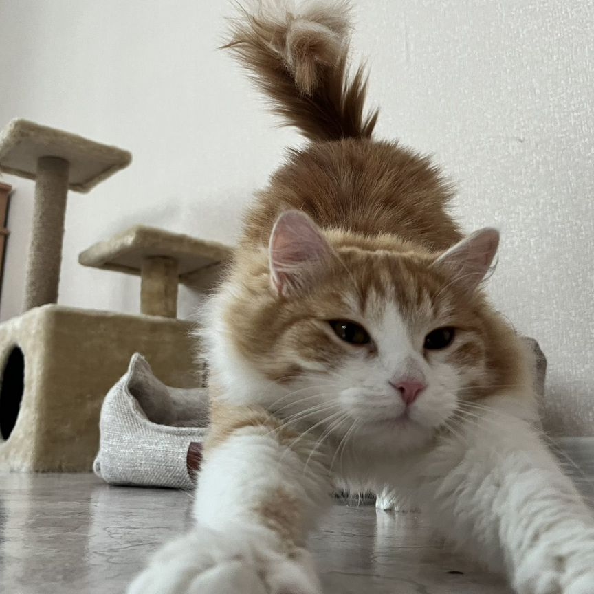 Сибирский котёнок