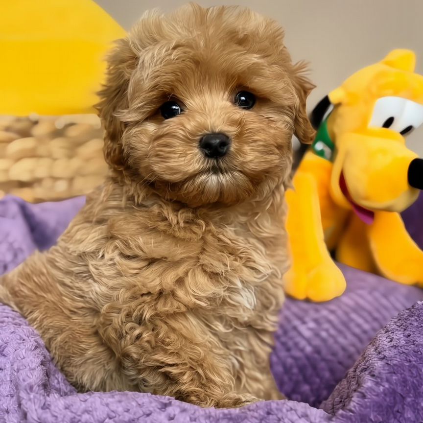 Мальтипу, щенок