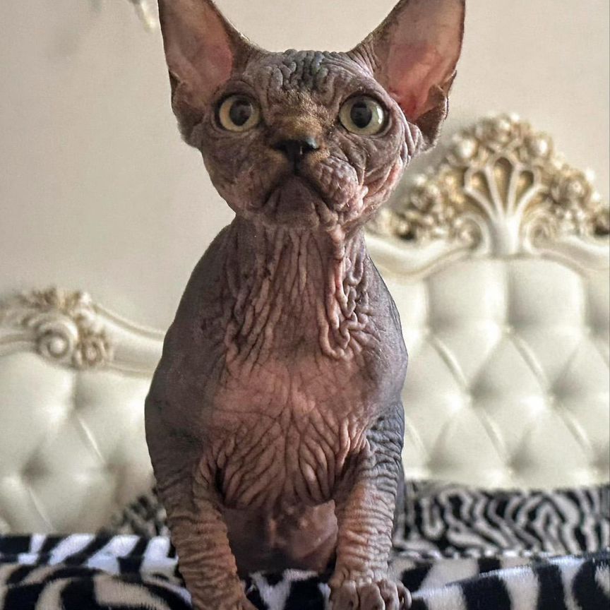 Bully face, extremely wrinkles