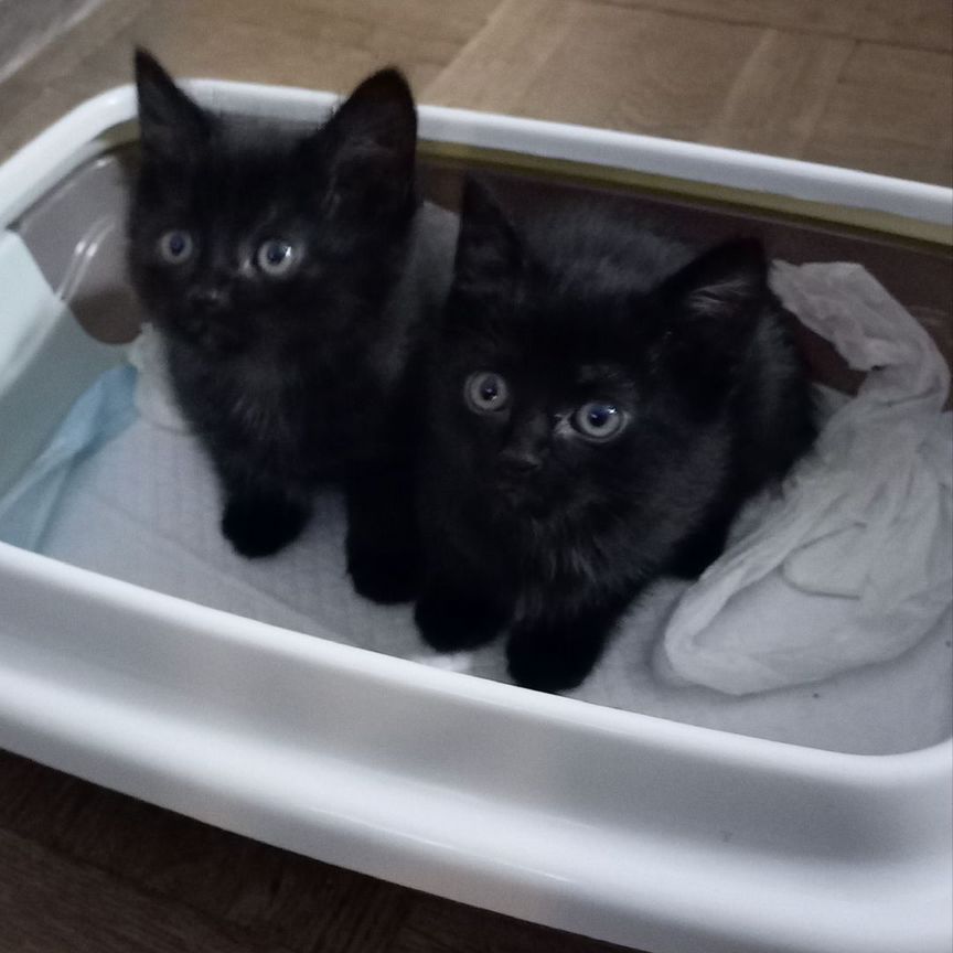 Чудесные котята