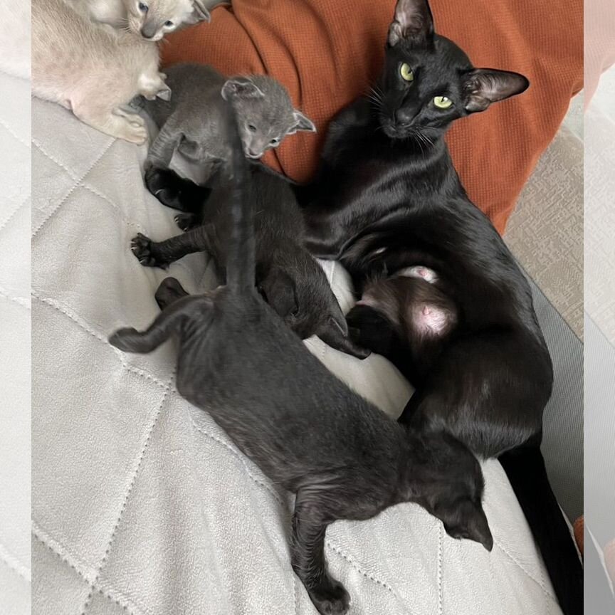 Ориентальные котята