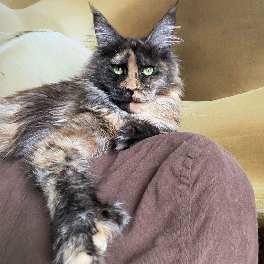 Кошка мейн-кун полидакт
