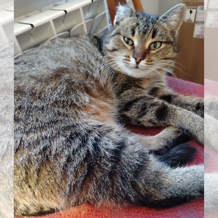 Взрослая, кошка в добрые руки