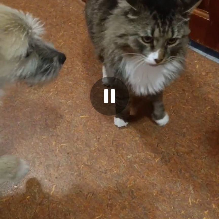 Котик сибирский Альпачино в добрые руки