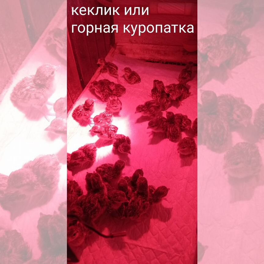 Кеклик