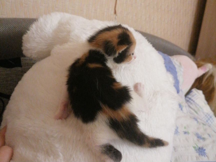 Котята в добрые руки