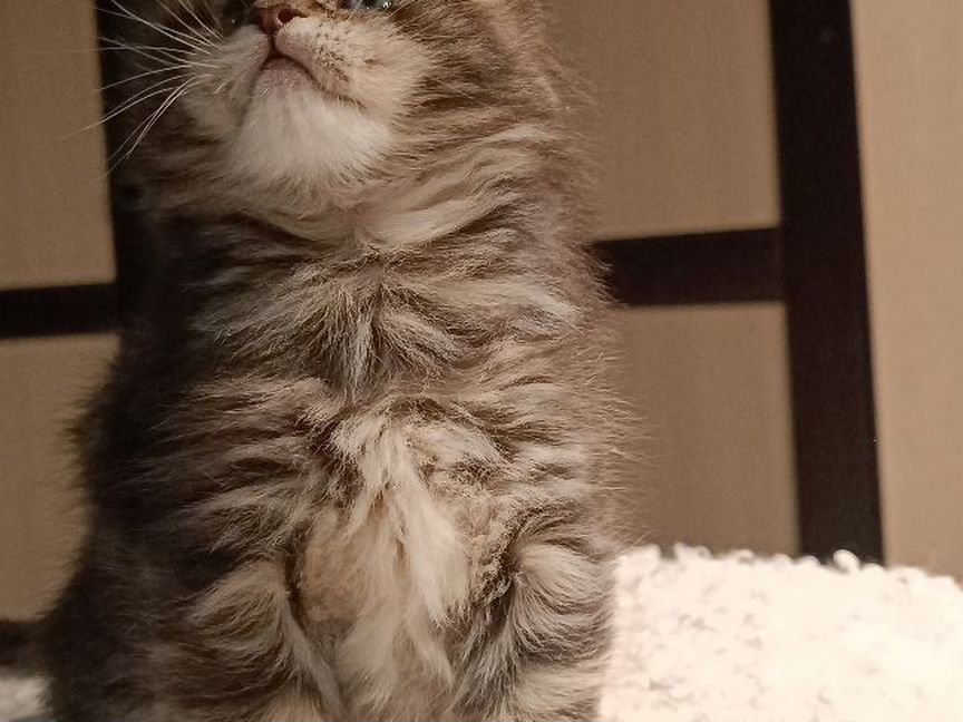 Котенок мейн-кун