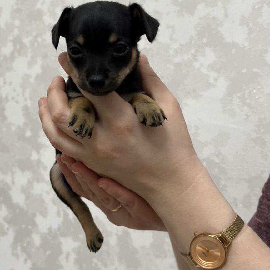 Той-терьер щенки