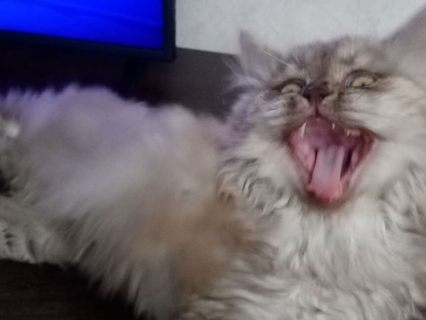 Кот шотландец прямоухий, длинношерстный
