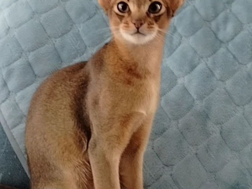 Абиссинский котенок