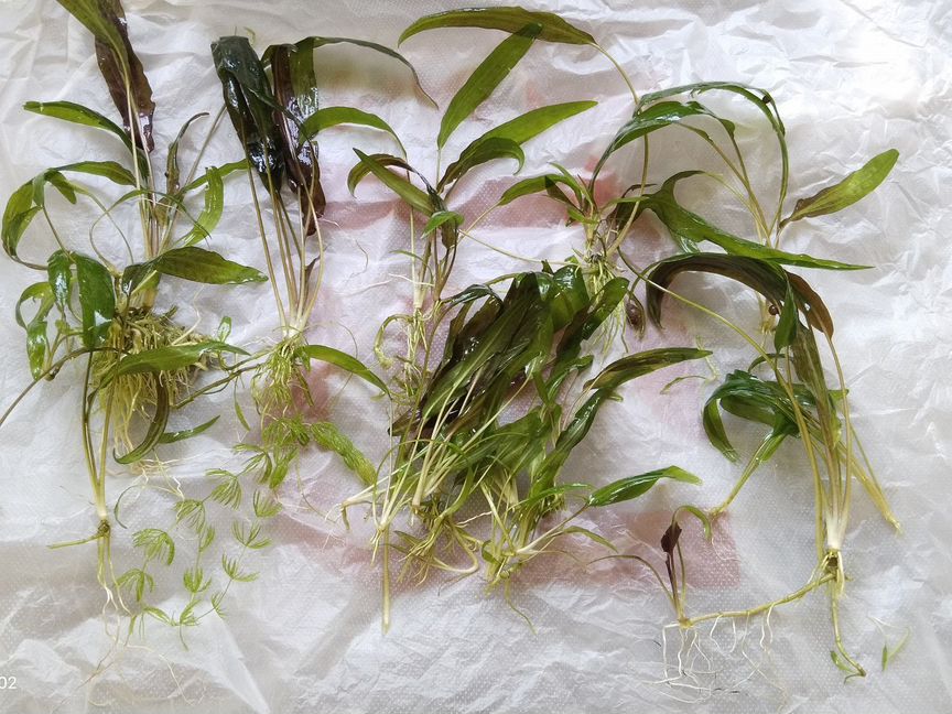 Аквариумная прополка