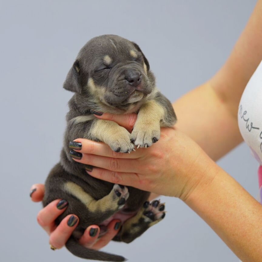 Американский Булли голубая девочка от папы XXL