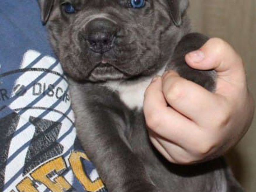 Щенки кане Корсо