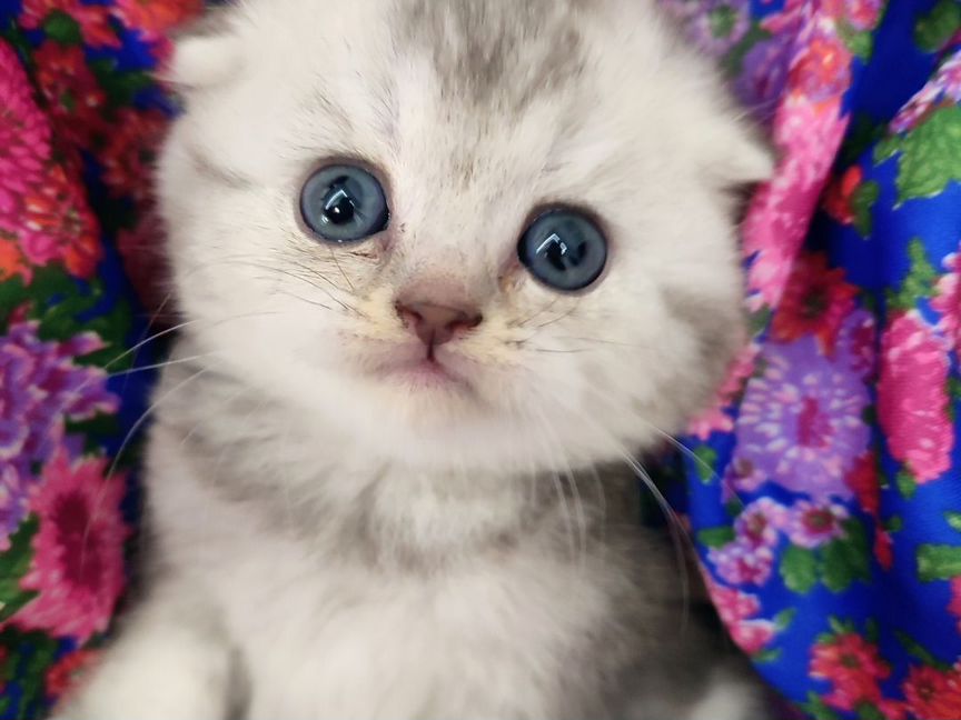 Шотландские котята