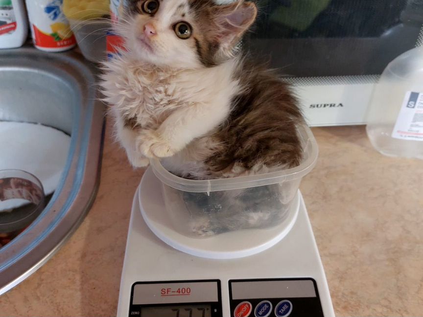 Котенок Зая 1,5 месяца