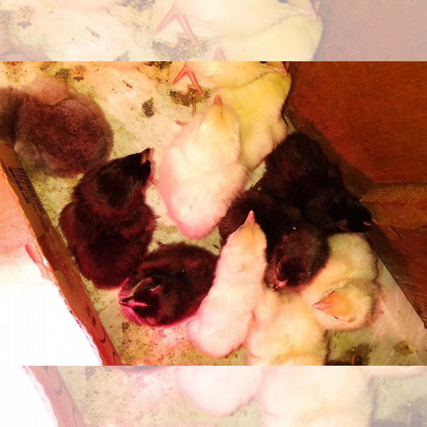 Цыплята суточные несушки