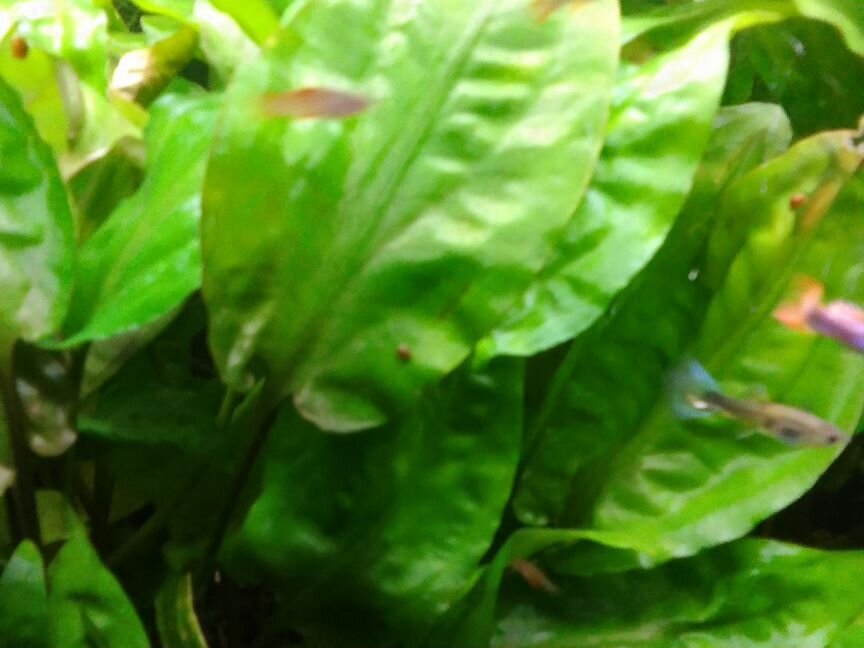 Аквариумные растения