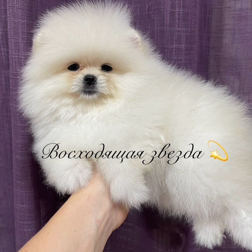 Померанский шпиц медвежьего типа девочка